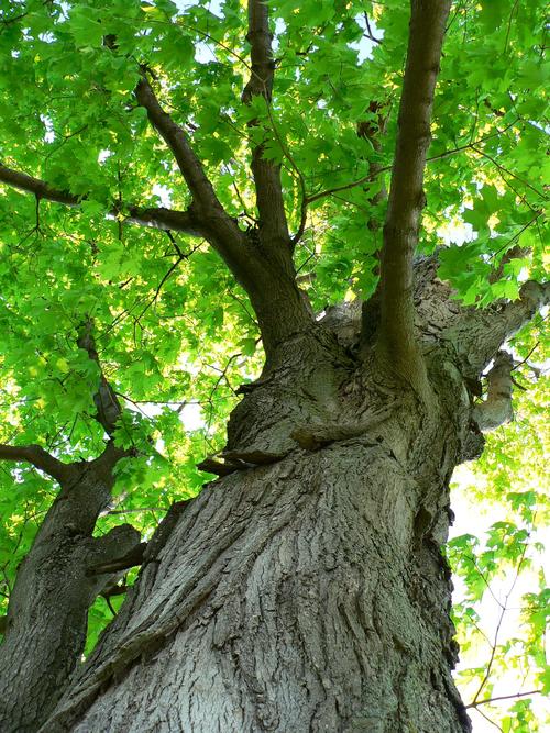 Übung - Der Baumstamm (1)
